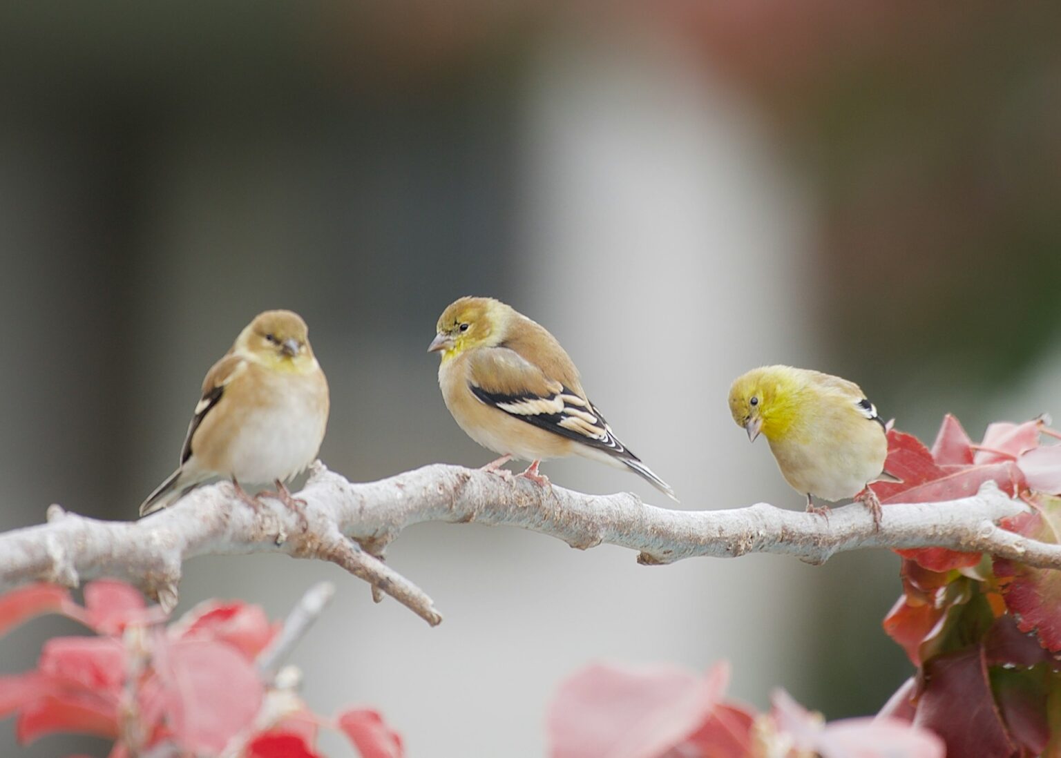 How Goldfinches Change Colors by Season - BirdWatching