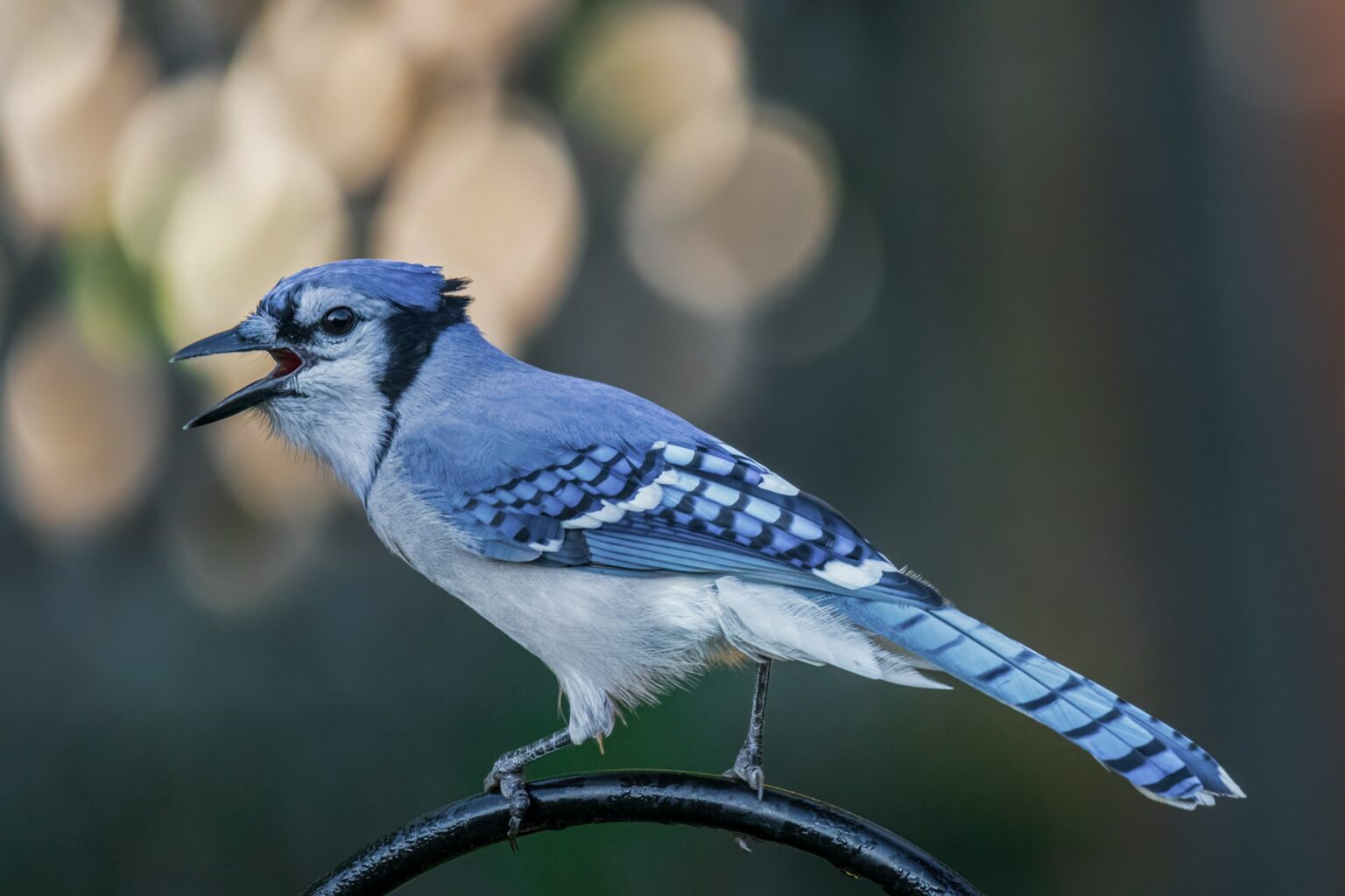 Why Blue Jays Imitate Hawks: The different theories discussed ...