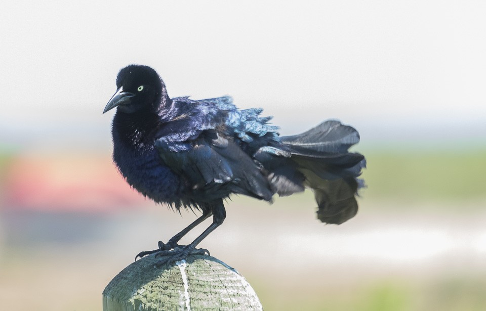 Grackles Are Smarter Than You Think - BirdWatching