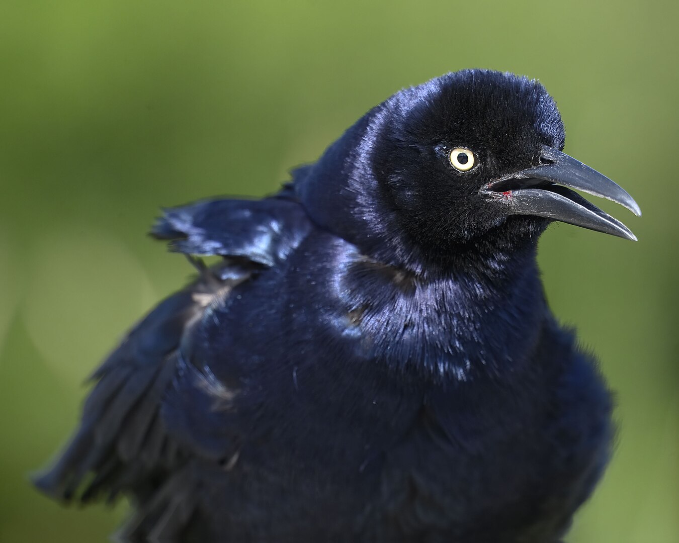Grackles Are Smarter Than You Think - BirdWatching