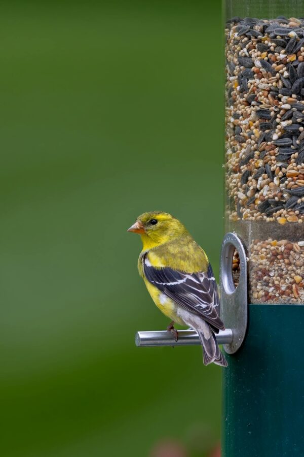 What Do Goldfinches Eat? - BirdWatching