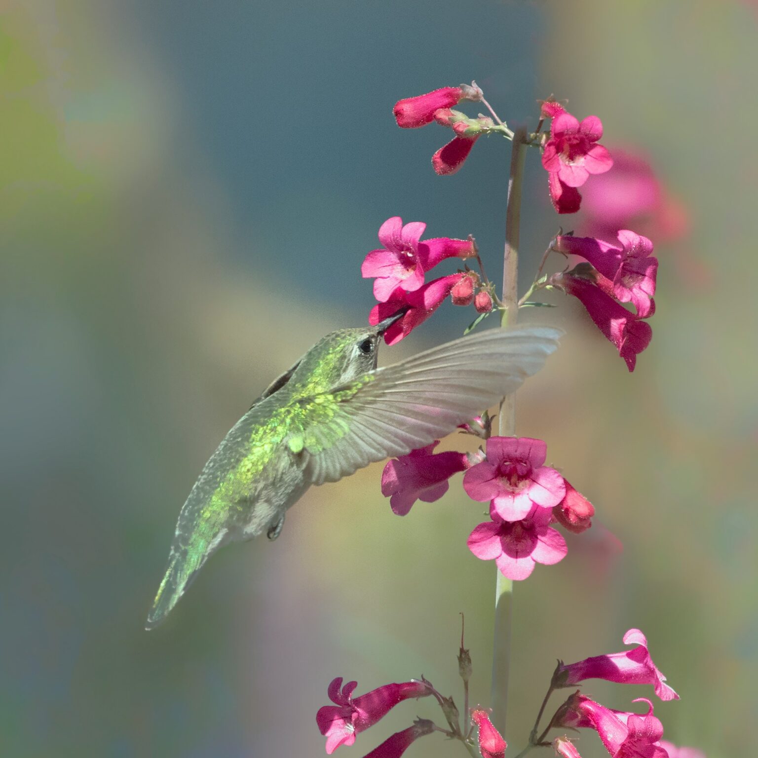 5 Colors Hummingbirds Love (And the 2 They Avoid) - BirdWatching