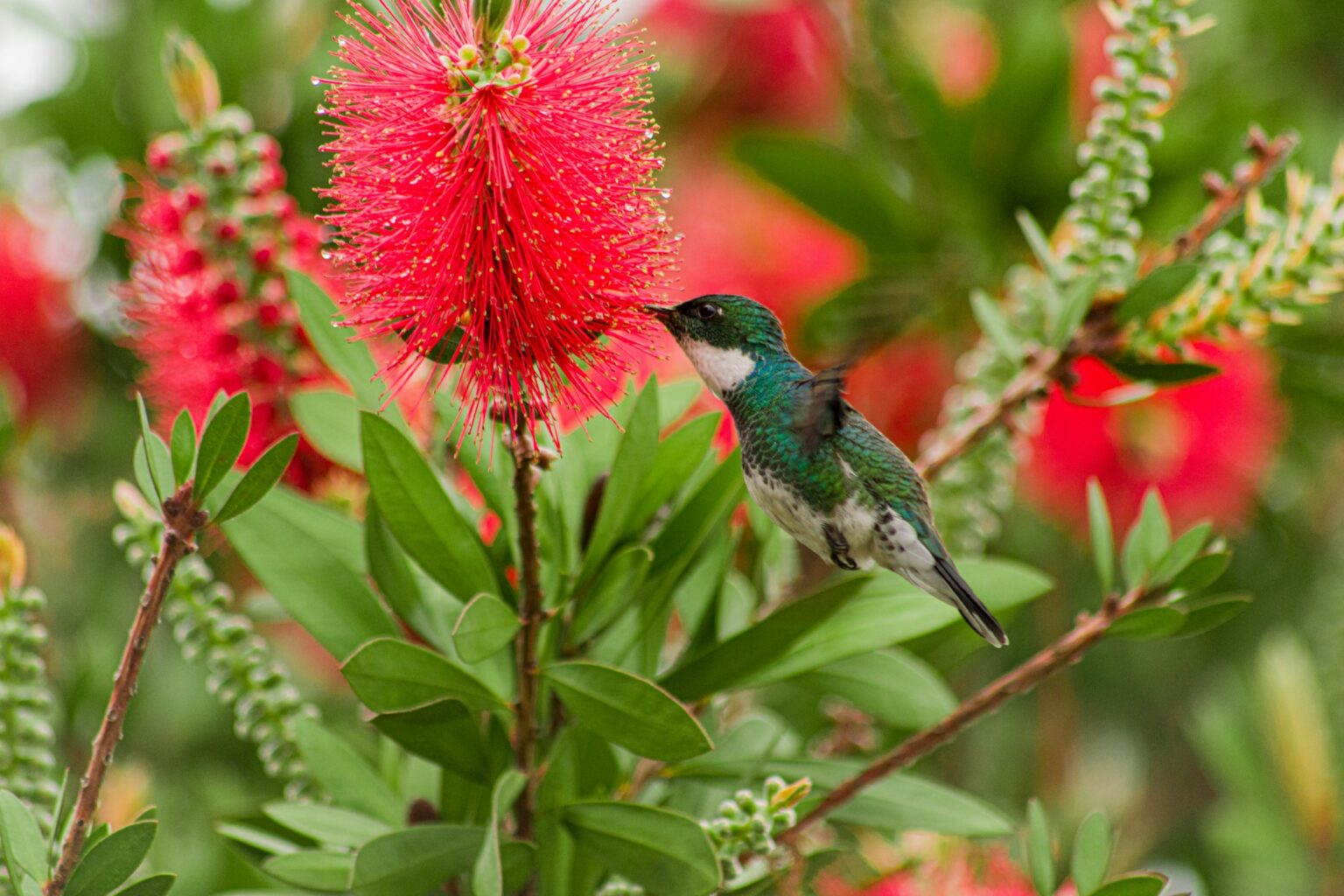 5 Colors Hummingbirds Love (And the 2 They Avoid) - BirdWatching