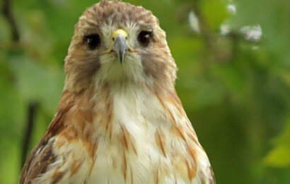 How Much Weight Can A Hawk Carry? - BirdWatching