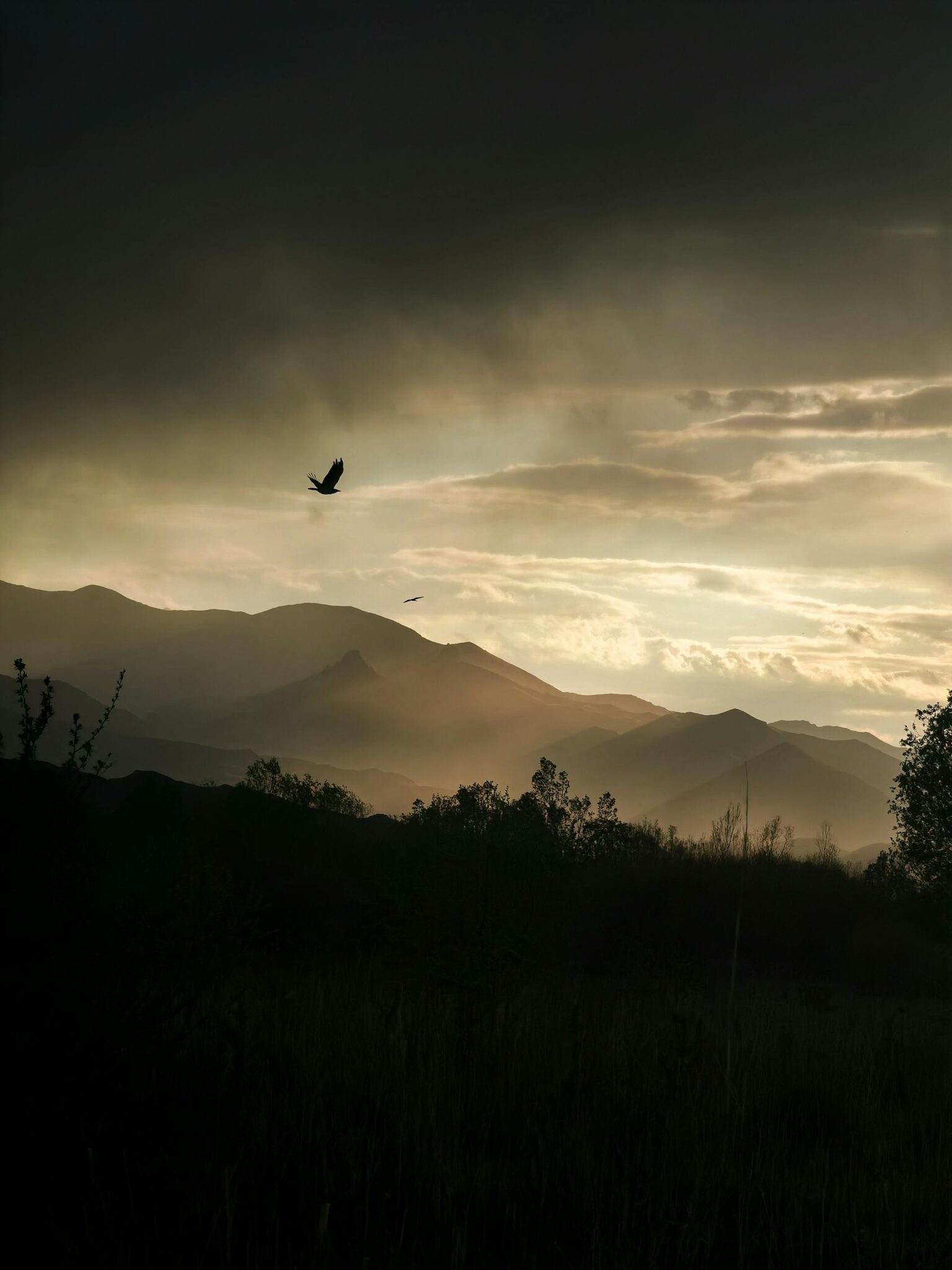 Bird Behavior Before Thunderstorms: Nature’s Most Accurate Forecast ...
