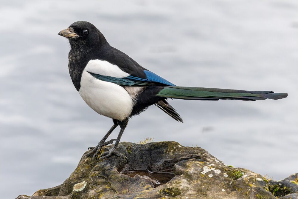 Top 10 Symbiotic Bird Species Every Birdwatcher Should Know - BirdWatching