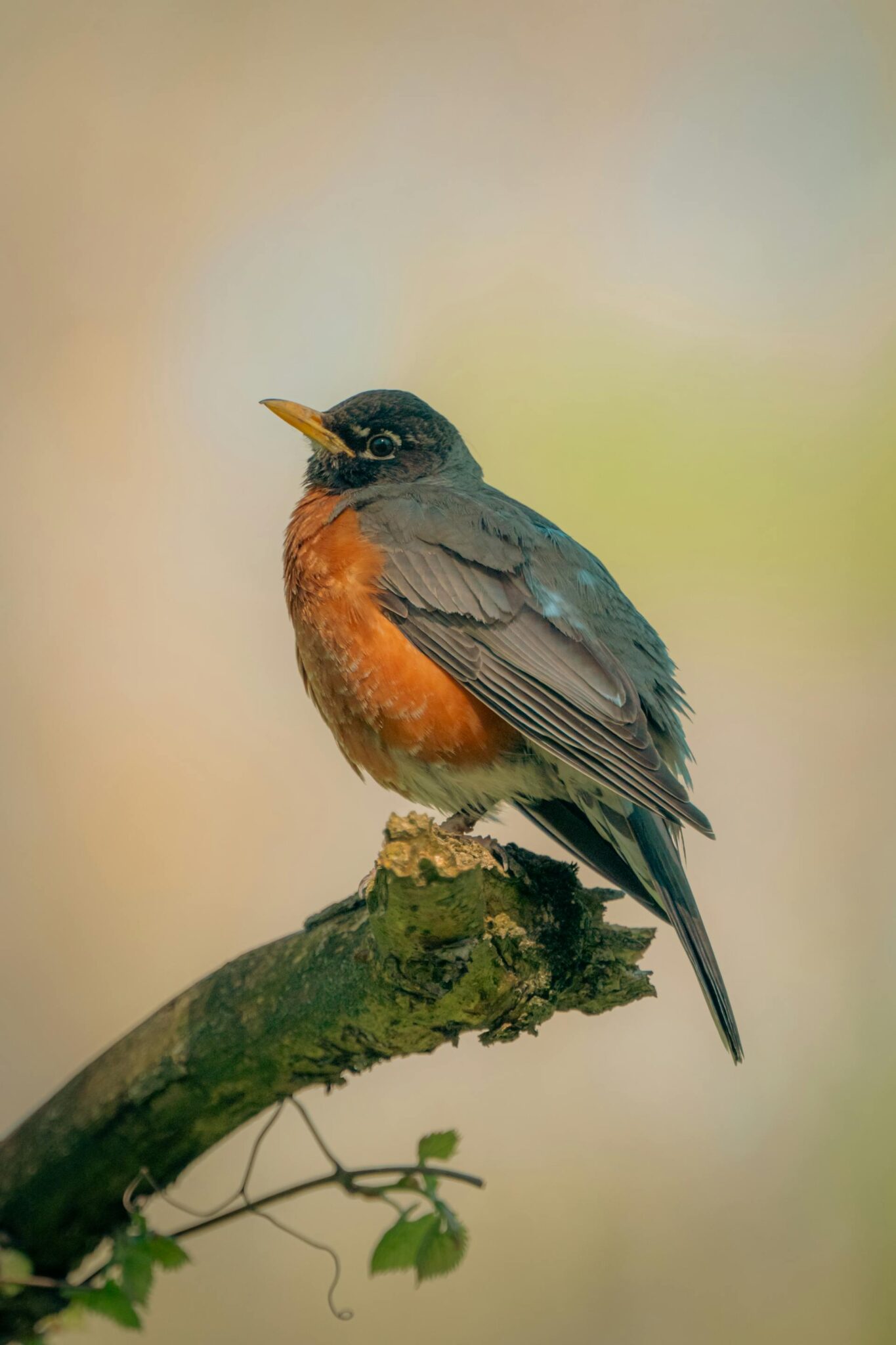 Why Robins Suddenly Disappear From Your Yard (And When They’ll Return ...