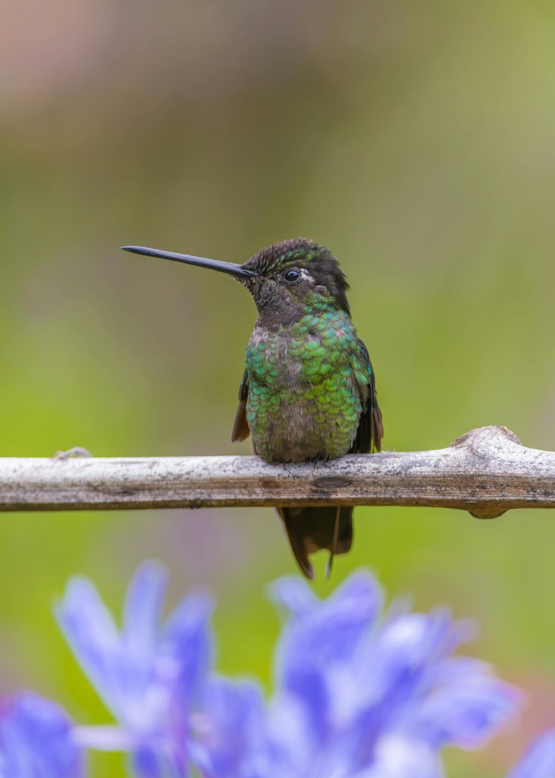 How to Tell if a Hummingbird Is Injured, Sick, or Just Resting ...