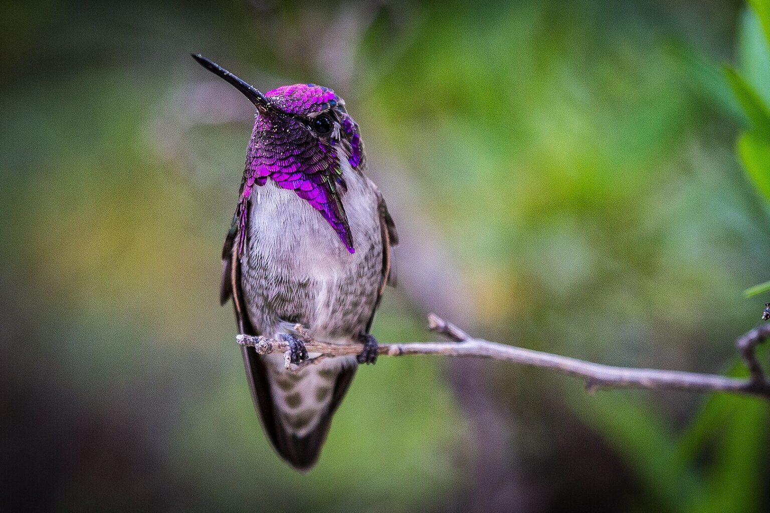 Which U.S. States Attract the Most Hummingbird Species? - BirdWatching