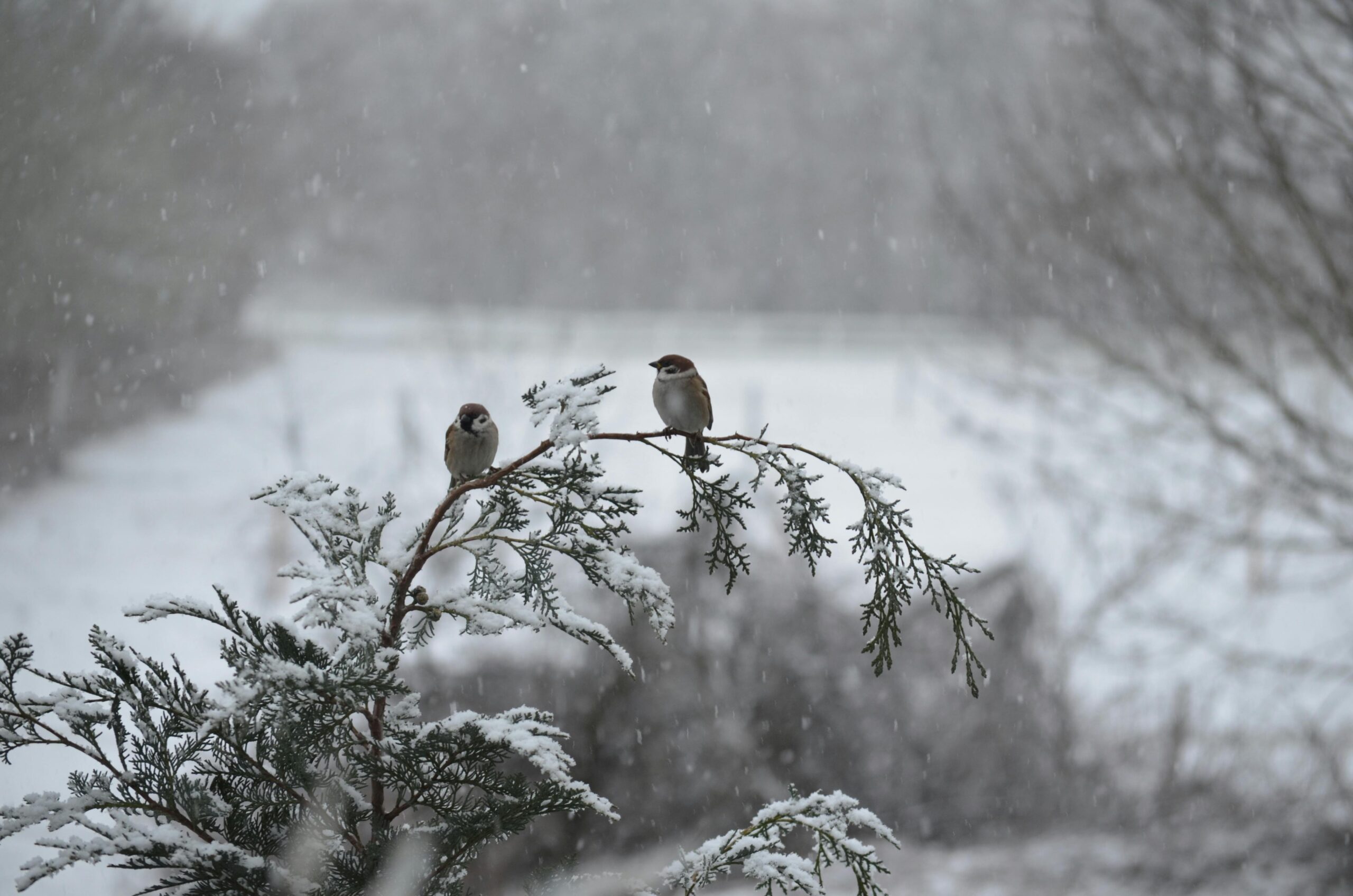 How Birds Survive Blizzards And the Secret Shelters They Rely On ...