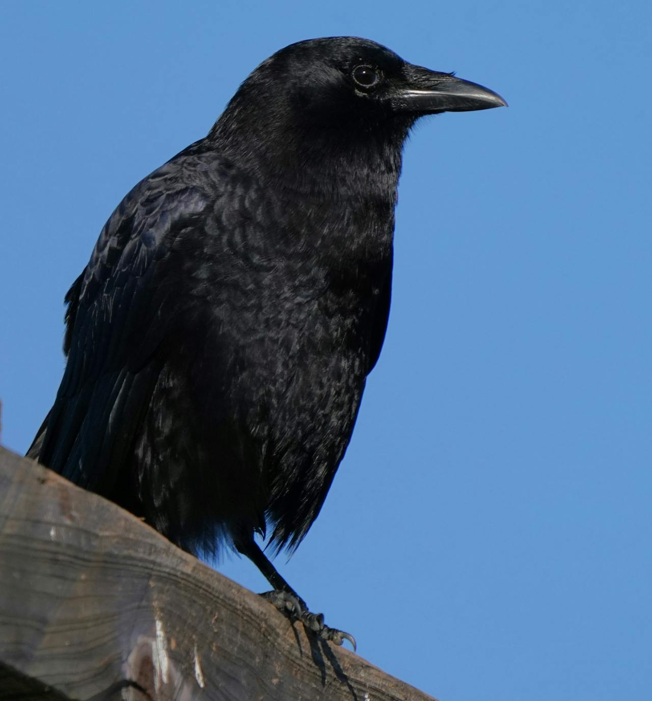 Why Do Crows Attack & Chase Hawks? The Mobsters of the Sky - BirdWatching