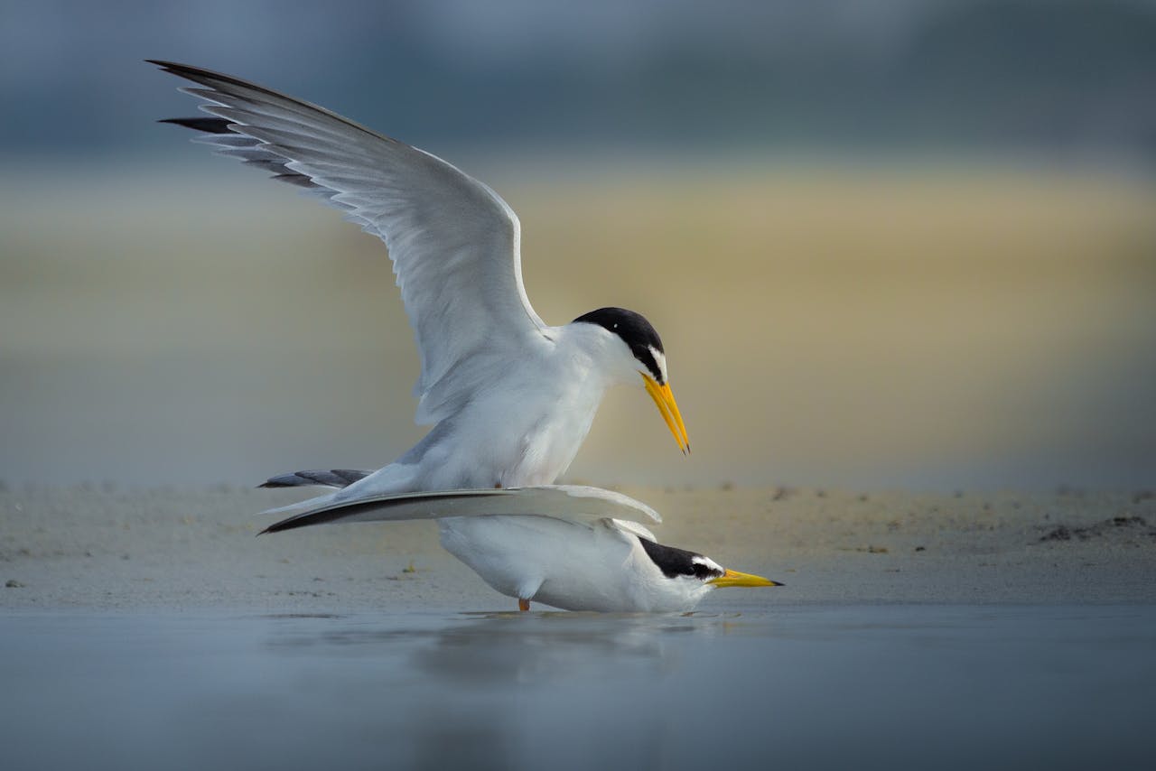 How do Birds Mate? - BirdWatching