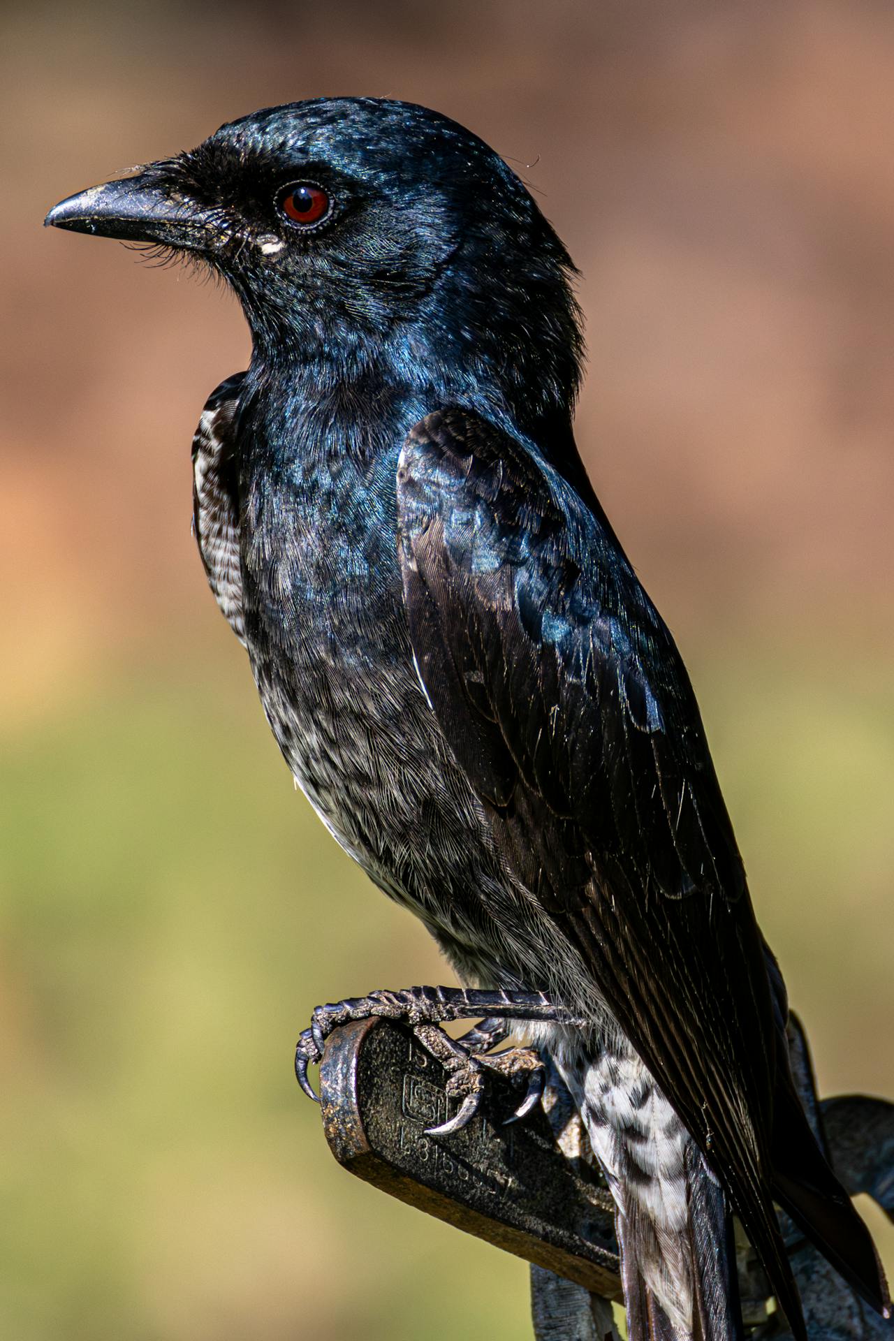 Black Birds with Blue Heads - BirdWatching