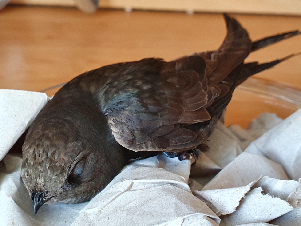 How to tell if a Bird is in shock: Symptoms of a Bird in shock ...