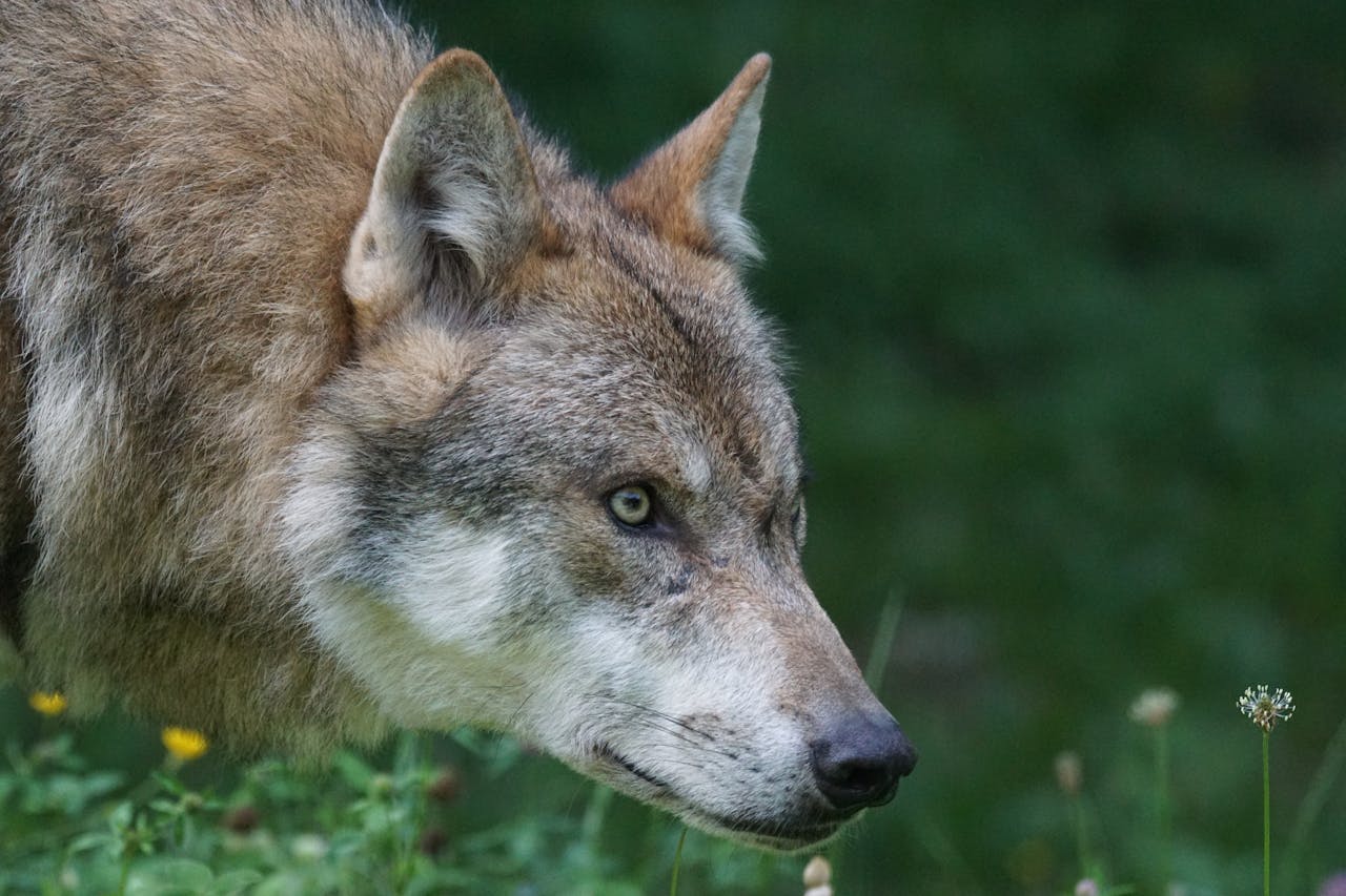What animals eat Hawks: Top 8 predators that eat Hawks - BirdWatching